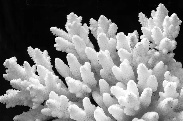 Closeup of sea coral - Stock Image - Everypixel