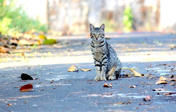 Bobcat cat Stock Photos, Royalty Free Bobcat cat Images | Depositphotos