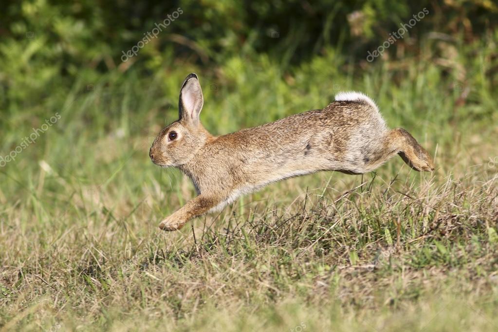 Wild Rabbit Running