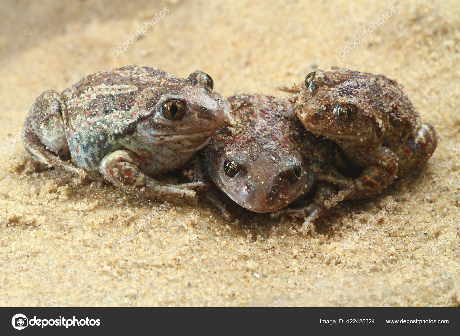 Tres Toada Común Spadefoot Pelobates Fuscus Arena — Foto de stock ...