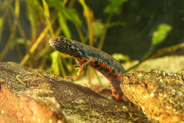 Tritones comunes fotos de stock, imágenes de Tritones comunes sin ...