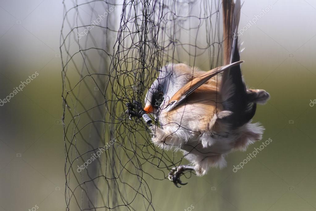 Bird captured in the net Stock Photo by ©gezafarkas 99735634