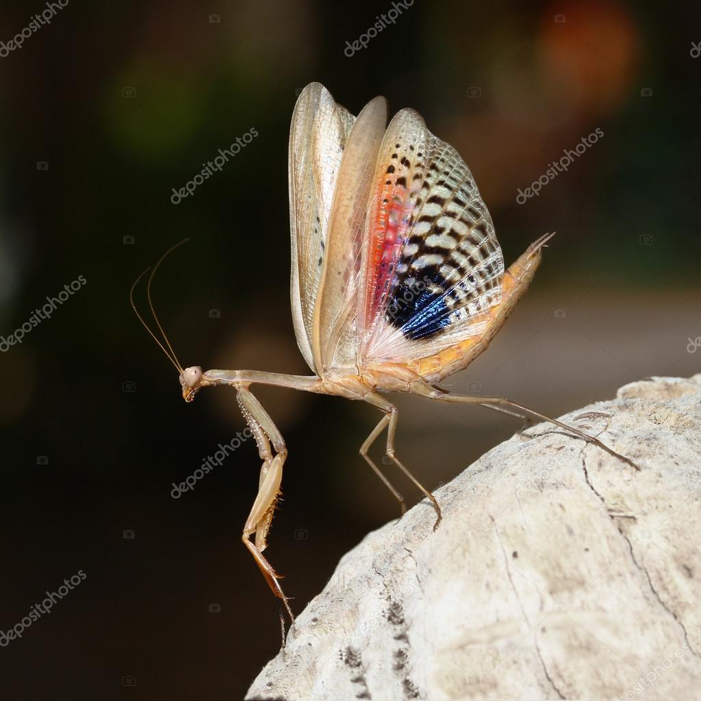 Praying Mantis Wings