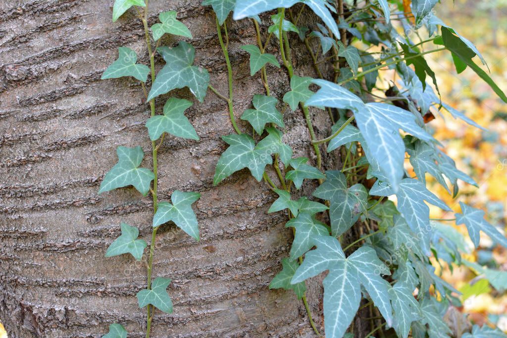 Hiedra (Hedera helix) es una planta trepadora siempreverde silvestre ...
