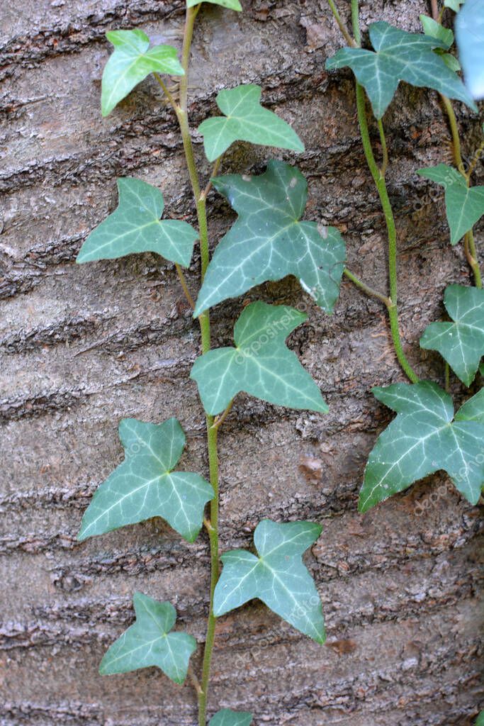 Hiedra (Hedera helix) es una planta trepadora siempreverde silvestre ...