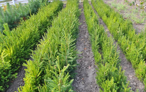 Tree nursery Stock Photos, Royalty Free Tree nursery Images | Depositphotos