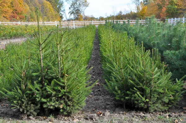 Tree nursery Stock Photos, Royalty Free Tree nursery Images | Depositphotos