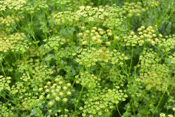 Parsley Flowers