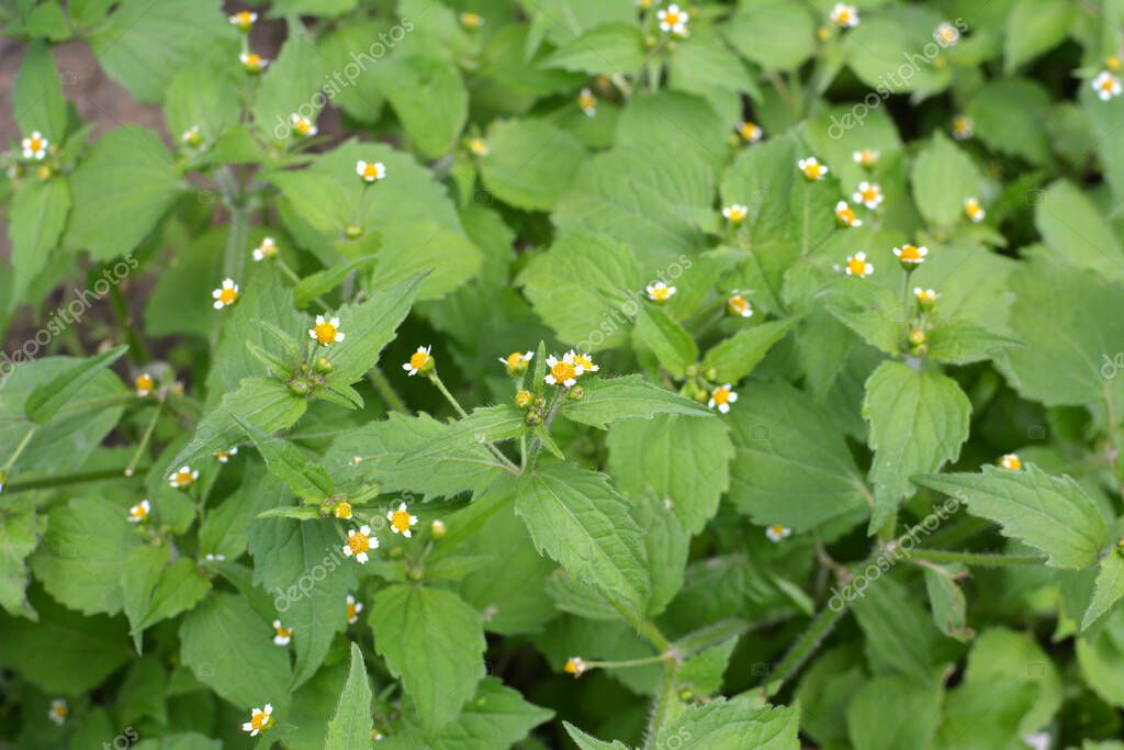 Una de las especies de malezas florece en el campo - galinsoga ...