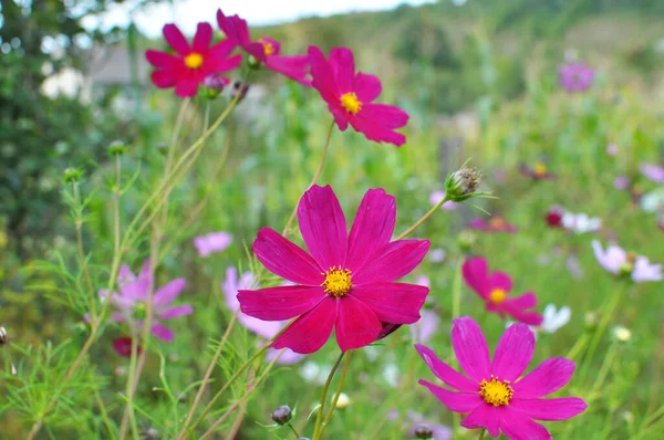 Cosmos from mountains images libres de droit, photos de Cosmos from ...