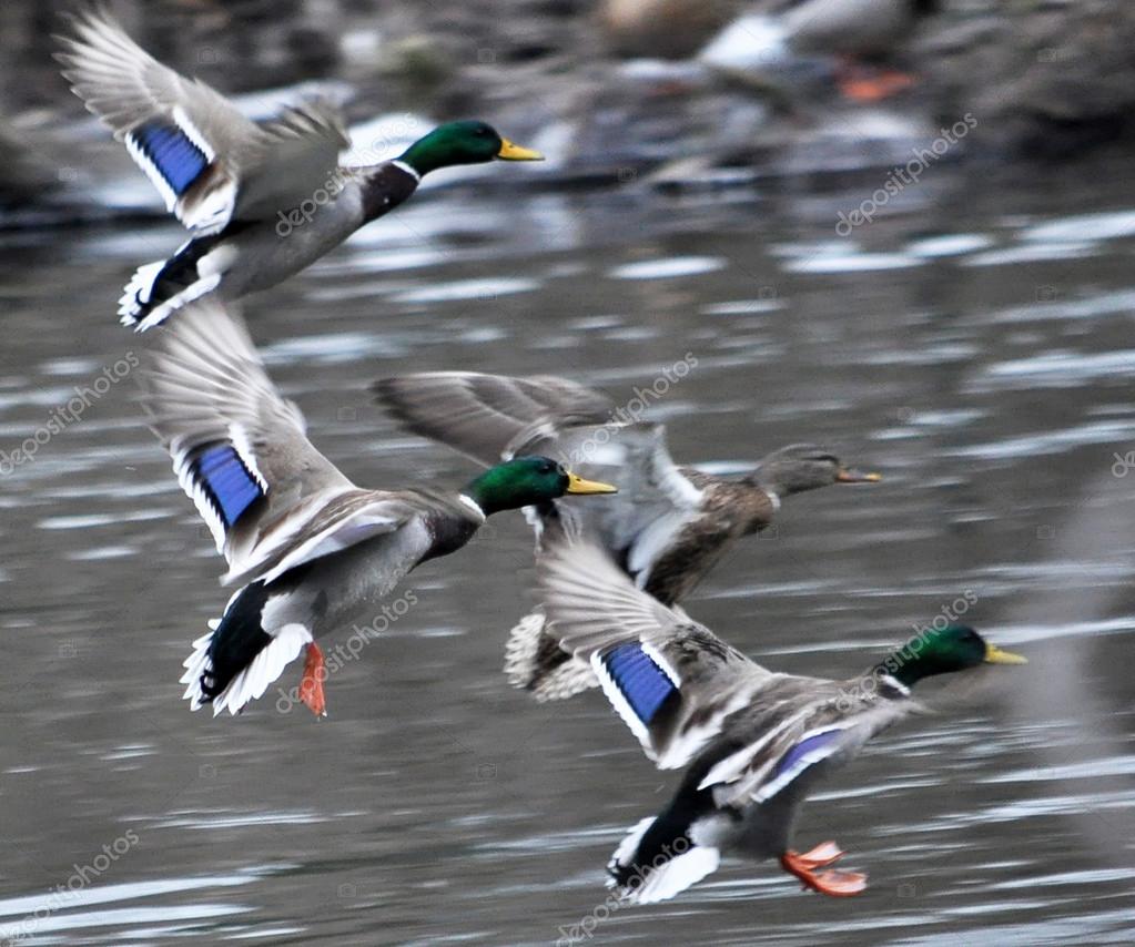 Mallards Flying Over Water