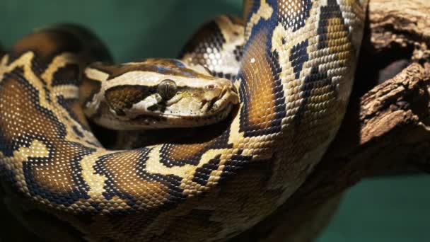 Python Stock Photo by ©arztsamui 9886043