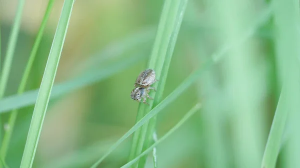 A male maratus splendens spider on a stalk of grass Stock Photo by ...