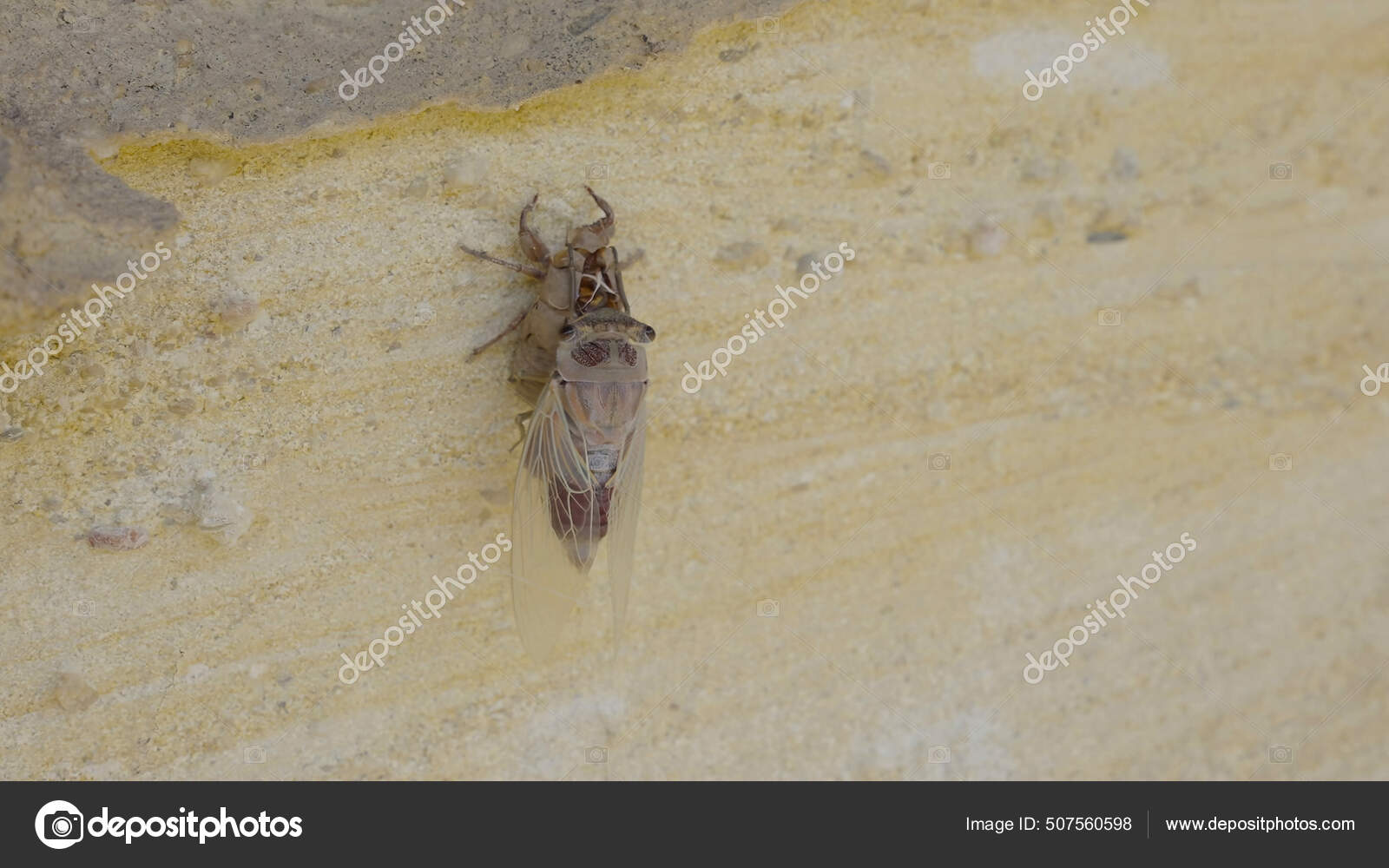 An emerging cicada and its shell at dunns swamp Stock Photo by ...