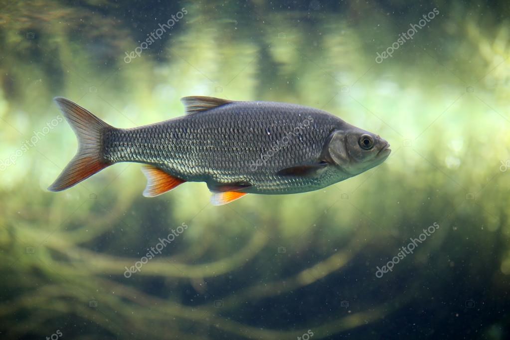 Roach is a very common fish, — Stock Photo © KrzysztofWinnik #121252530