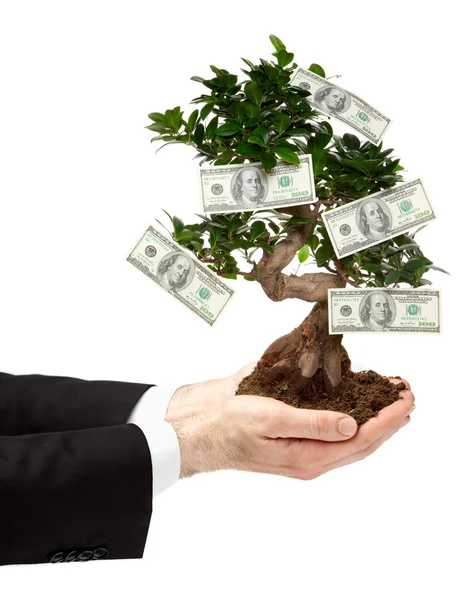 Money Tree on his hand of women. a symbol of financial success. — Stock ...