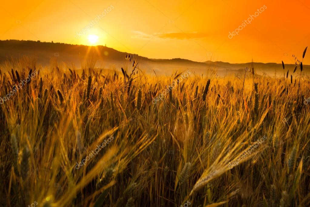 Wheat Field Sunrise