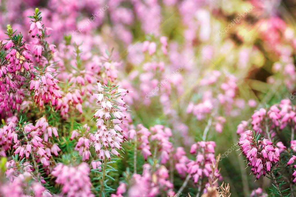 Beautiful field of vibrant pink heather (Calluna vulgaris) blossoming ...