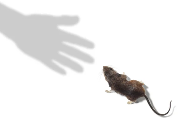 Mouse infestation Stock Photos, Royalty Free Mouse infestation Images ...