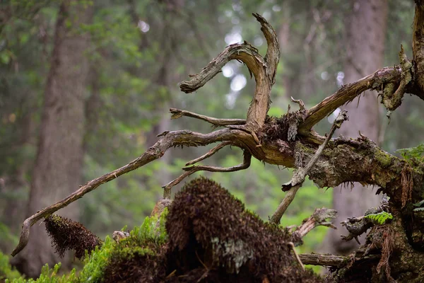 Dryads Stock Photos, Royalty Free Dryads Images | Depositphotos