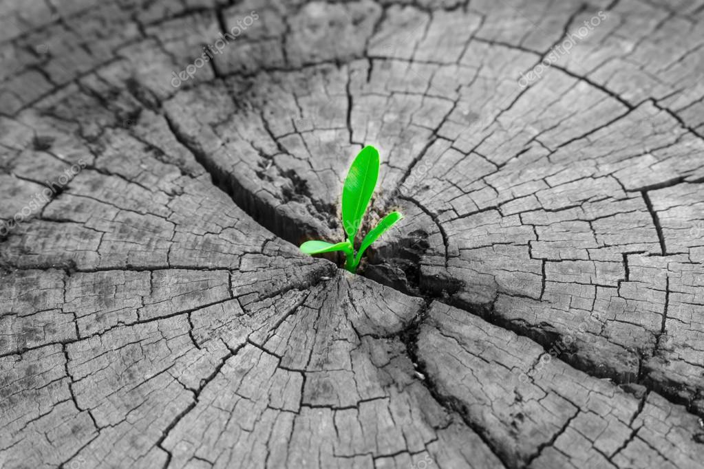 A strong seedling growing in the center trunk tree as a Concept of ...