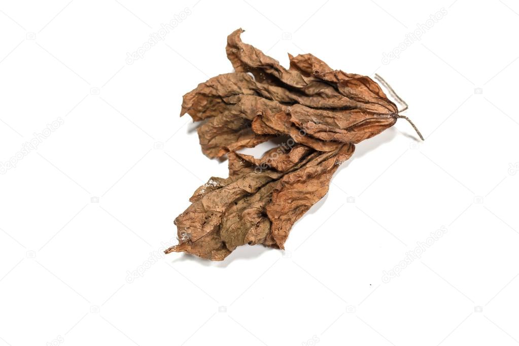 labio de hoja seca aislado 2022