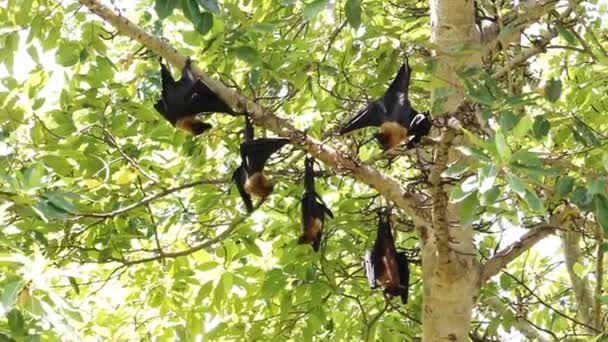 54 Megabat Videos, Royalty-free Stock Megabat Footage | Depositphotos