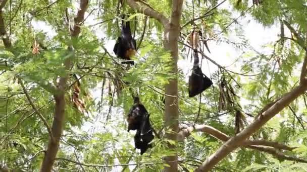 54 Megabat Videos, Royalty-free Stock Megabat Footage | Depositphotos