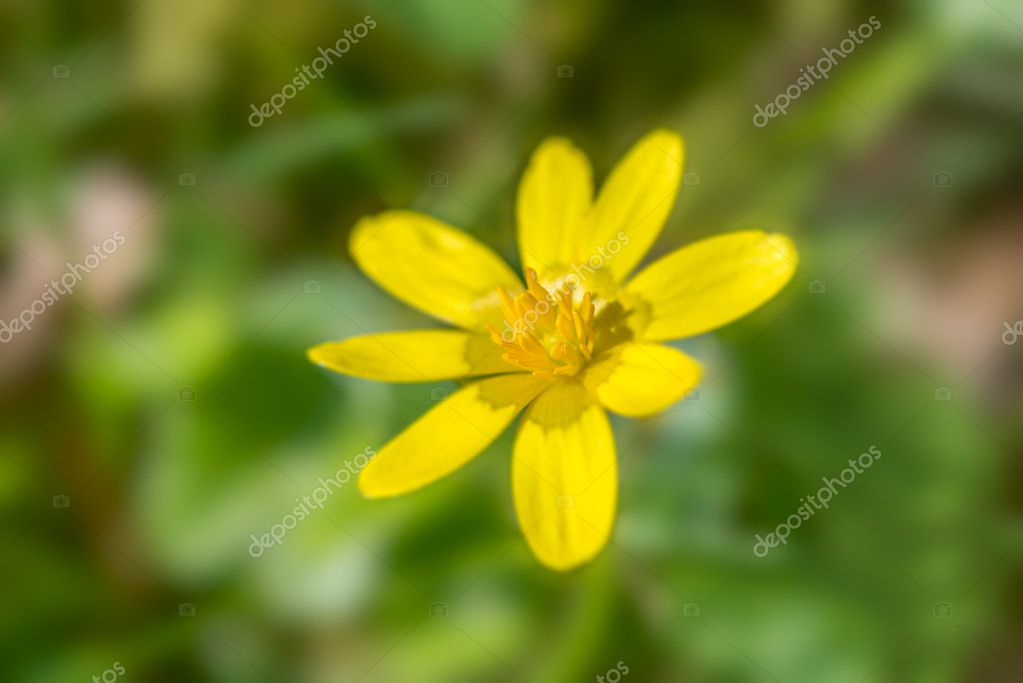 Lesser celandine flower Stock Photo by ©bearacreative 101321972