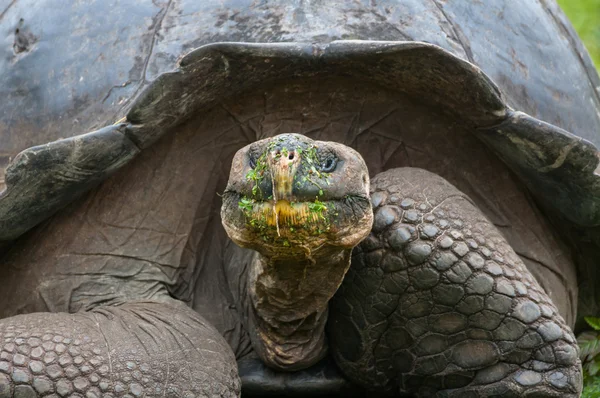 A giant tortoise feeding in the Galapagos - Stock Image - Everypixel