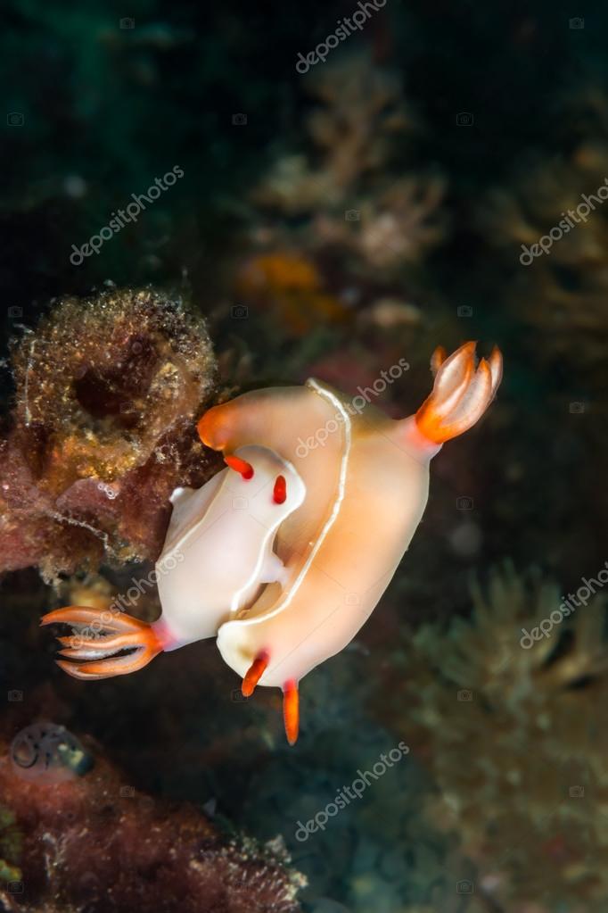 Pair of nudibranchs mating Stock Photo by ©bearacreative 98916572