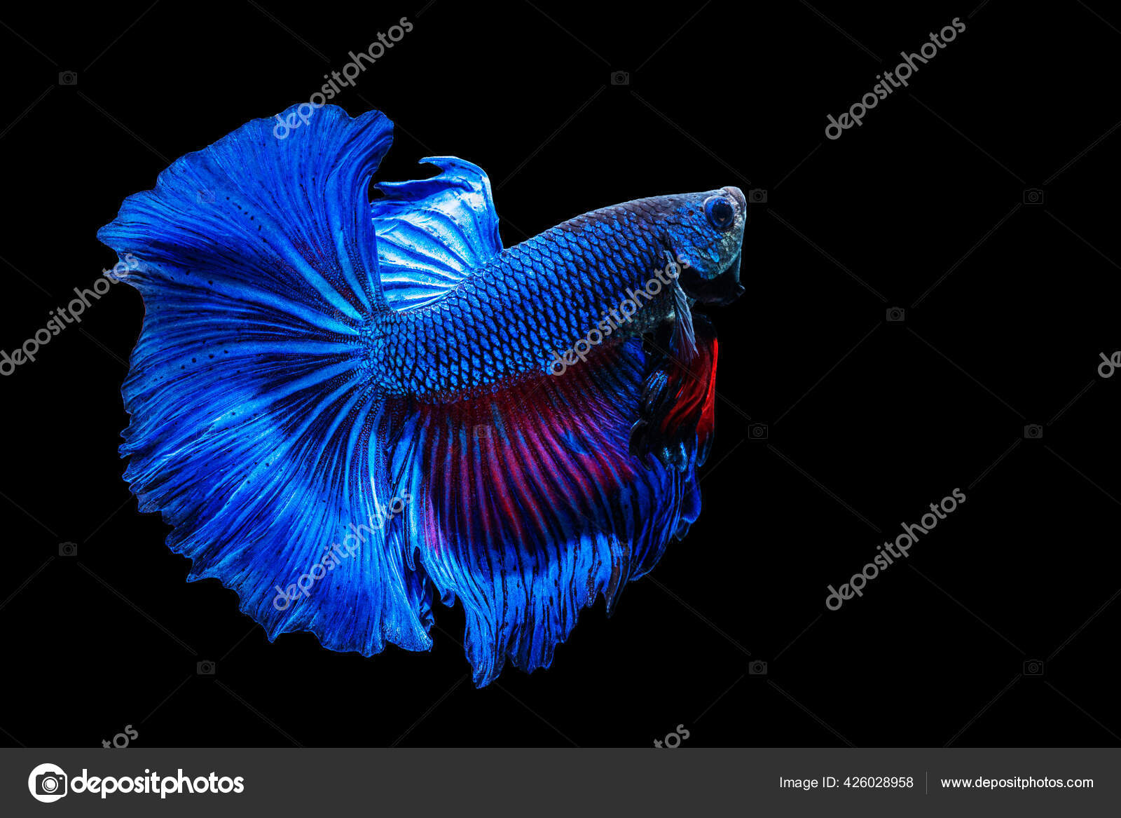 Half Moon Betta Blue And Red