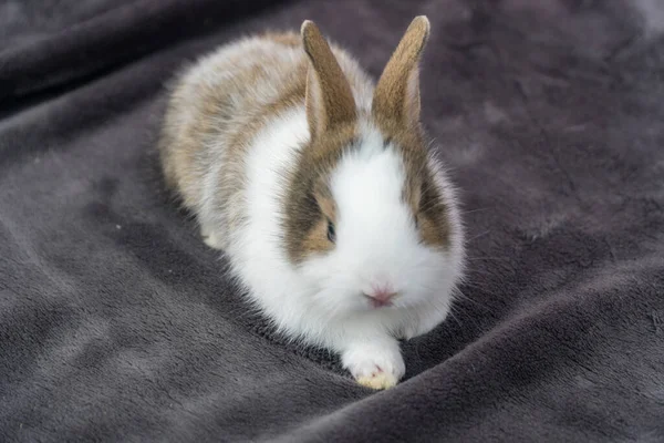 Dwarf Bunnies Brown And Gray