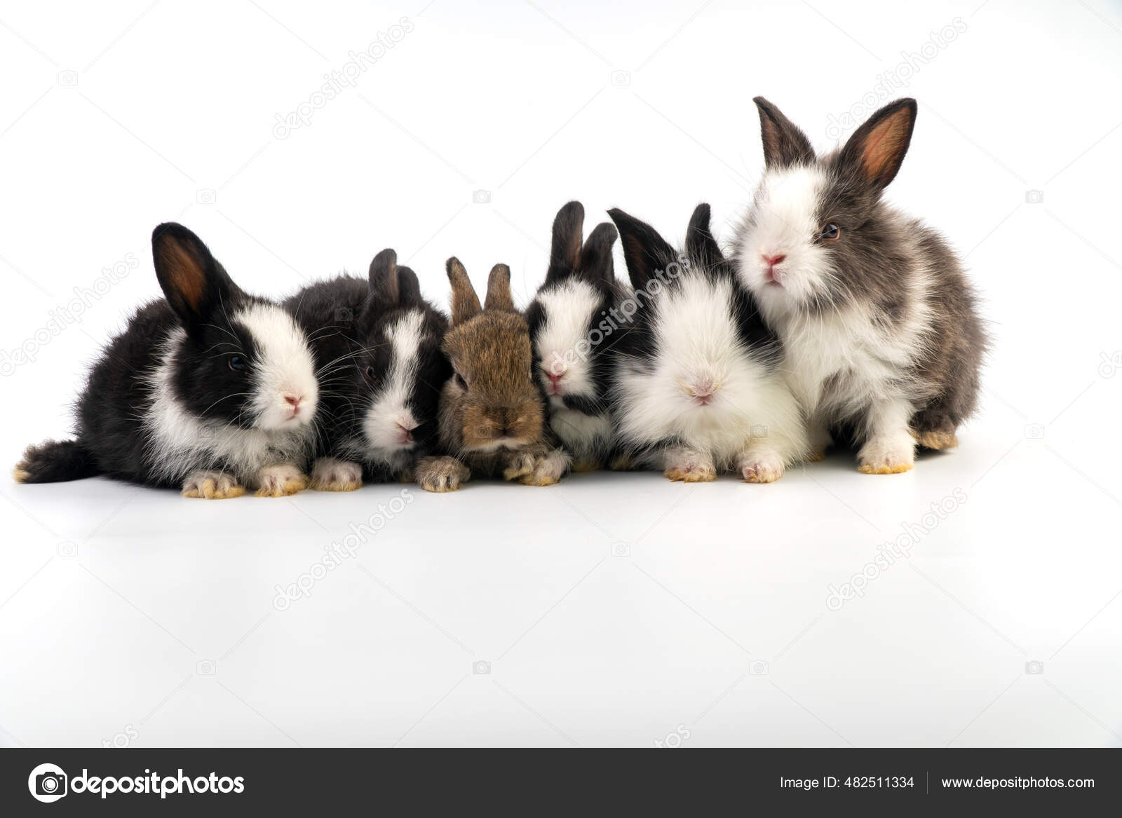 White Newborn Rabbits