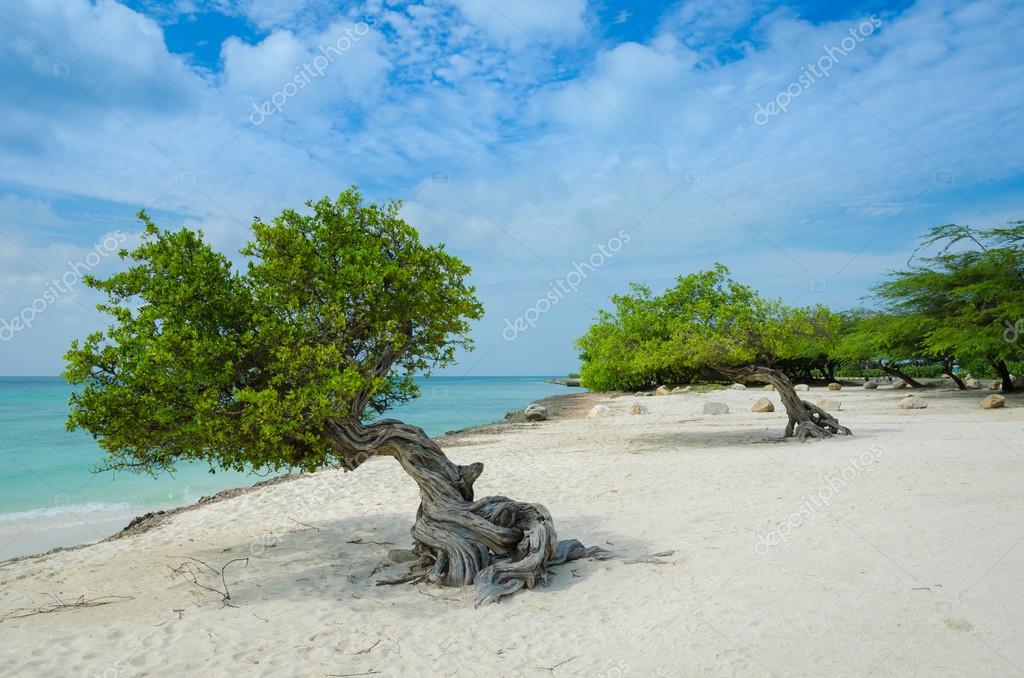 Dividivi boom Aruba — Stockfoto #98838650