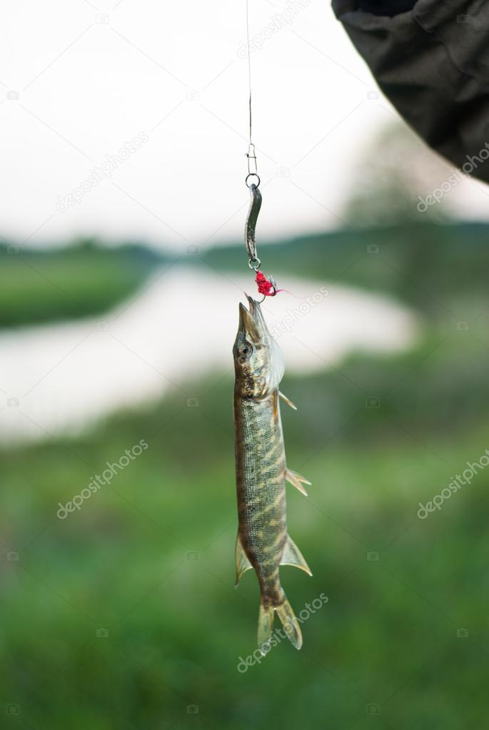 A small pike on the hook, close-up of freshly caught fish — Stock Photo ...