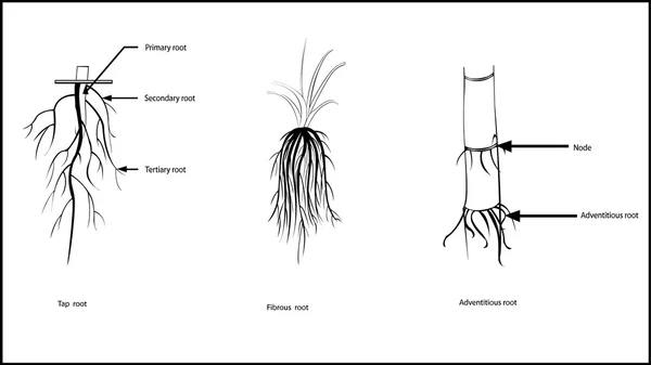 Raíz adventicia fotos de stock, imágenes de Raíz adventicia sin ...