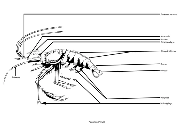 Conspecific Stock Photos, Royalty Free Conspecific Images | Depositphotos