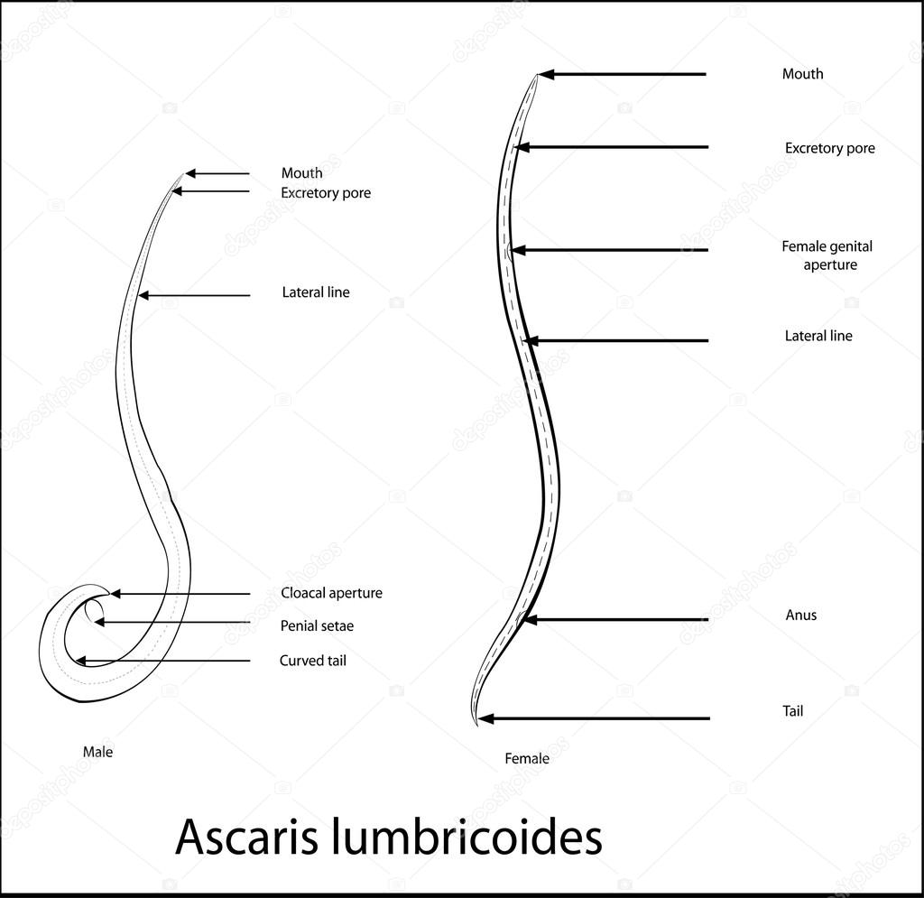 Ascaris lumbricoides, Line Art, Stock Vector Image by ©sanjayart #107474622