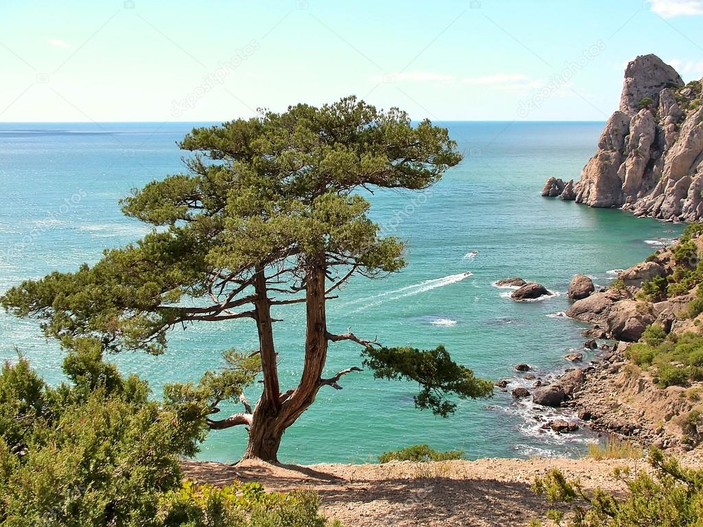 Pine over the Black Sea Stock Photo by ©vladimirkrotoff1812.gmail.com ...