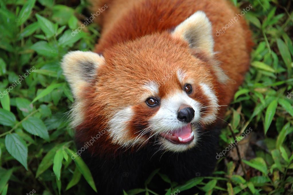 Firefox, the Red Panda in Chengdu, China Stock Photo by ©MariMarkina ...