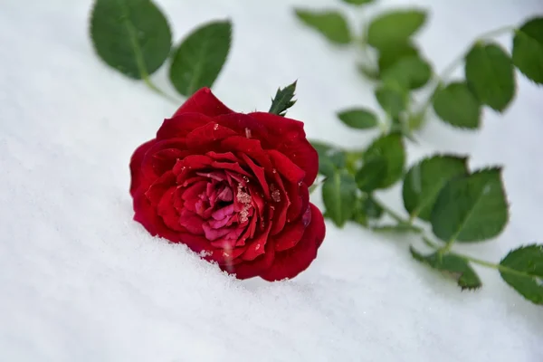 Red Rose Snow Garden — Stock Photo © YAYImages #258887608