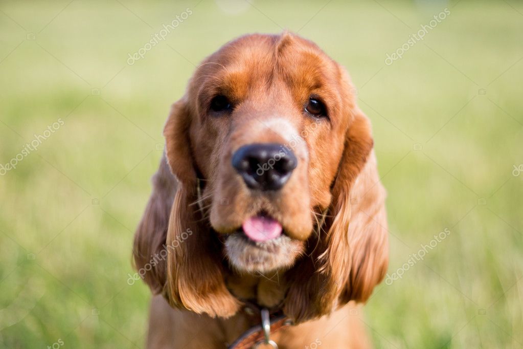 Red spaniel on the green grass — Stock Photo © natokor.gmail.com #101970360