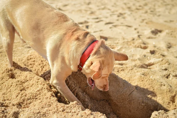 Dog digging Stock Photos, Royalty Free Dog digging Images | Depositphotos