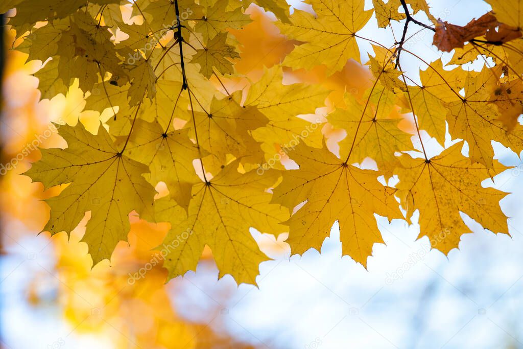 Primer plano de hojas de arce amarillo brillante y rojo en ramas de ...