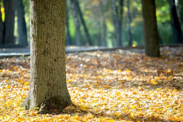 Wooden trunk of a big tree with fallen yellow leaves in autumn park. - Stock Image - Everypixel
