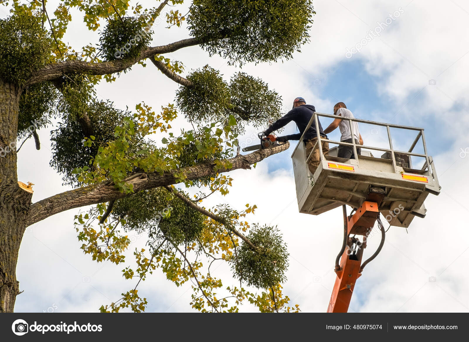 Two Male Service Workers Cutting Big Tree Branches Chainsaw High ...