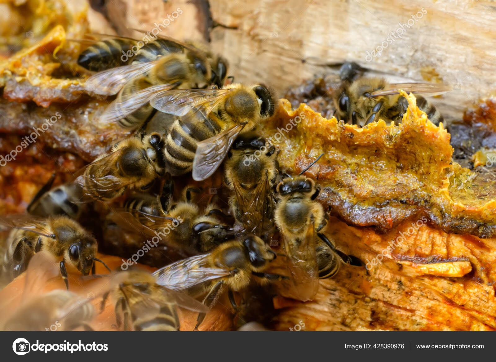 Propolis Middle Hive Bees Bee Glue Bee Products Apitherapy Ppropolis ...