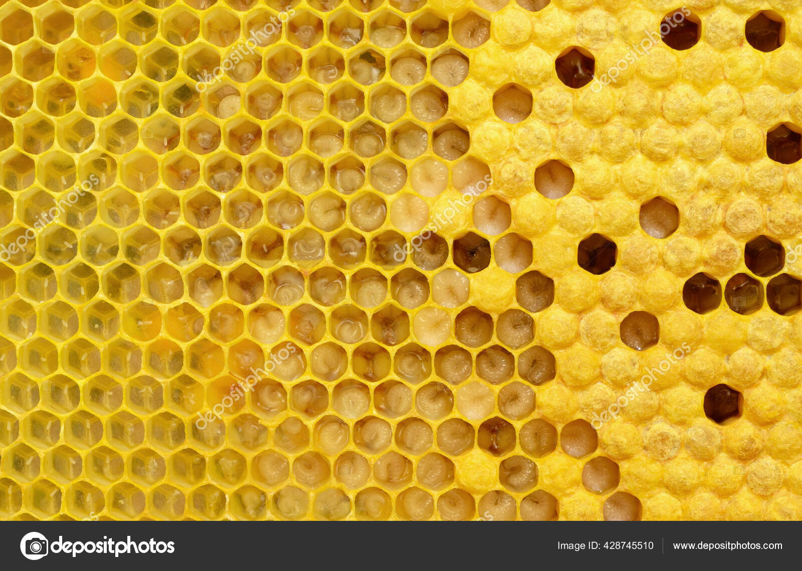 Bees Broods How Bees Multiply Born Stages Development Bee Larvae ...