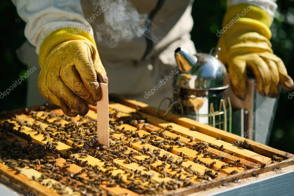 El apicultor trata a las abejas del ácaro varroa. Enfermedades de las ...